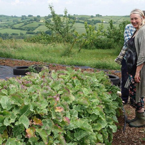 Perennial kale and collards - quite a collection • Incredible Vegetables