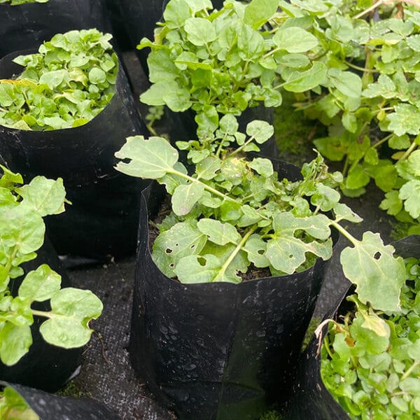 Perennial cress -Brown Watercress potted plant • Incredible Vegetables