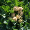 Perennial Nine Star Broccoli • Incredible Vegetables