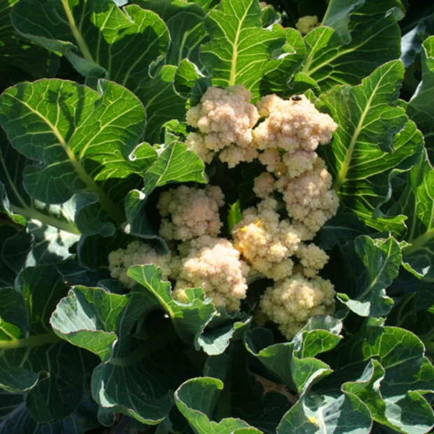 Perennial Nine Star Broccoli • Incredible Vegetables