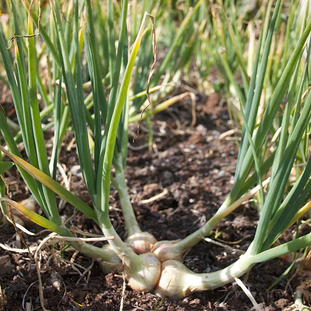 Heirloom potato onions • Incredible Vegetables