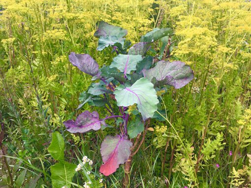 Portuguese bush cabbage • Incredible Vegetables