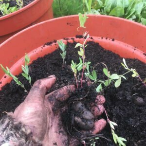 Lathryus tuberosus, Earth Nut Pea (Aardaker) • Incredible Vegetables