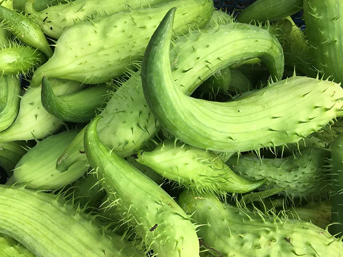 Giant Bolivian achocha Cyclanthera pedata • Incredible Vegetables