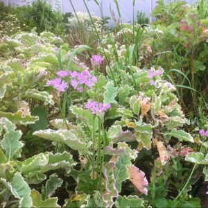 What's Growing • Incredible Vegetables