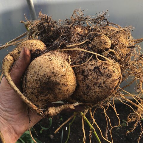 Seed saving and new perennial crops • Incredible Vegetables