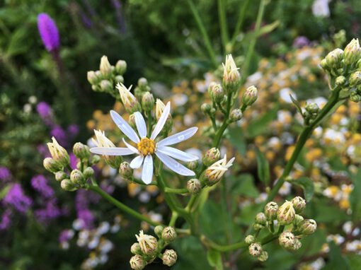 Doellingeria scabra Korean Aster Chwinamul • Incredible Vegetables