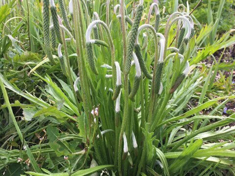 Buckshorn Plantain Minutina Plantago coronopus • Incredible Vegetables