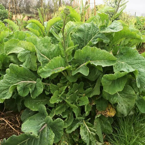 Perennial kale and collards - quite a collection • Incredible Vegetables