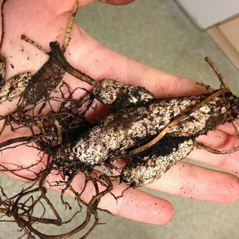 Earthnut Pea (Lathyrus tuberosus) potted plant • Incredible Vegetables