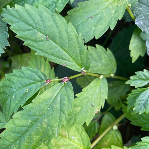 Elatostema umbellatum - Dents de Kyoto potted plant • Incredible Vegetables