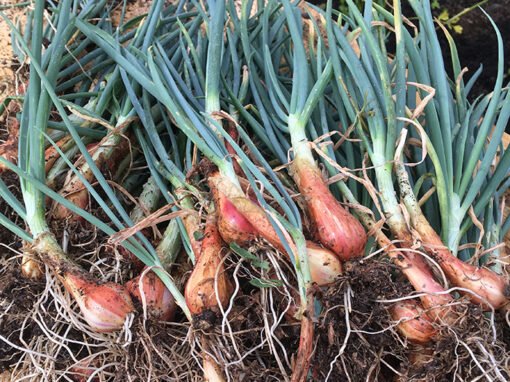 Everlasting onions - potted plant • Incredible Vegetables