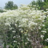 Garlic cress - Peltaria alliacea plant • Incredible Vegetables