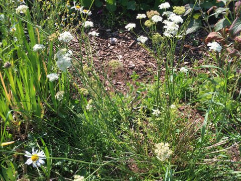 What's Growing - Incredible Vegetables