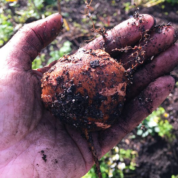 Apios americana or Hopniss heaven • Incredible Vegetables