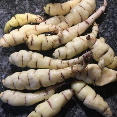 Mashua, Tropaeolum tuberosum • Incredible Vegetables