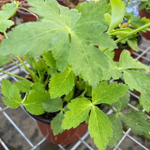 Mitsuba - Japanese parsley potted plant • Incredible Vegetables