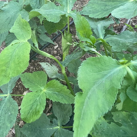 Mitsuba - Japanese parsley potted plant • Incredible Vegetables