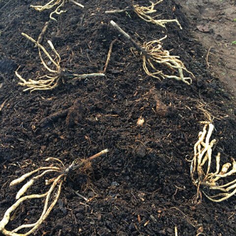 Skirrets - the long forgotten vegetable - Incredible Vegetables