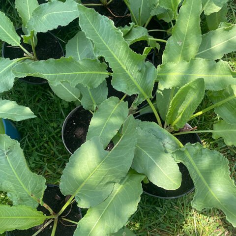 Patience dock - Rumex patientia potted plant • Incredible Vegetables