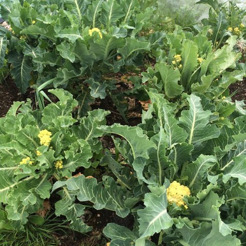 What's Growing - Incredible Vegetables