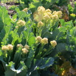 Perennial Nine Star Broccoli • Incredible Vegetables