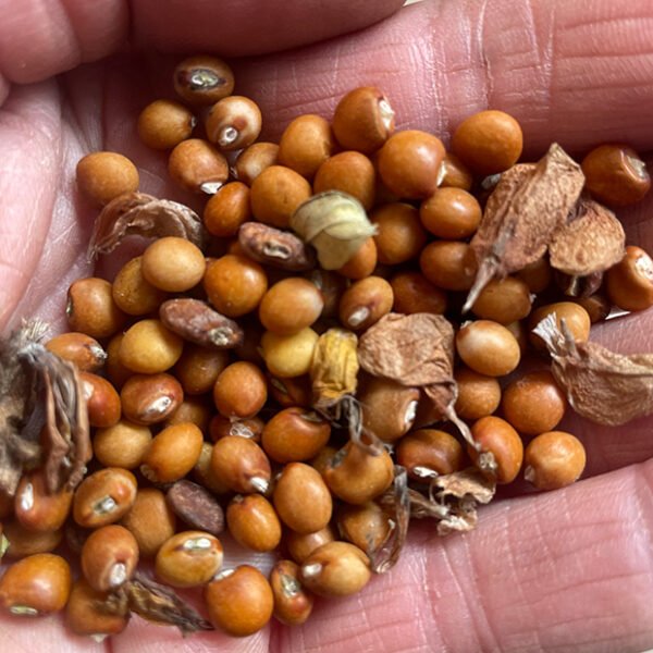 Pigeon pea trials • Incredible Vegetables