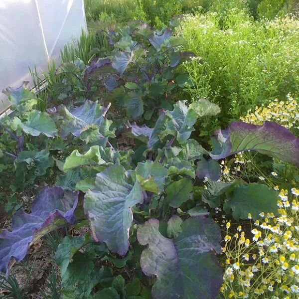 What's Growing • Incredible Vegetables