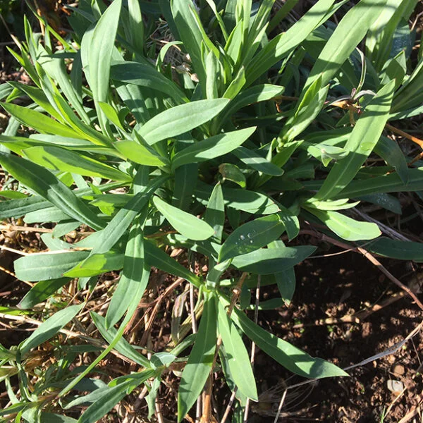 Sculpit/Stridolo - Silene inflata potted plant - pre order for delivery ...