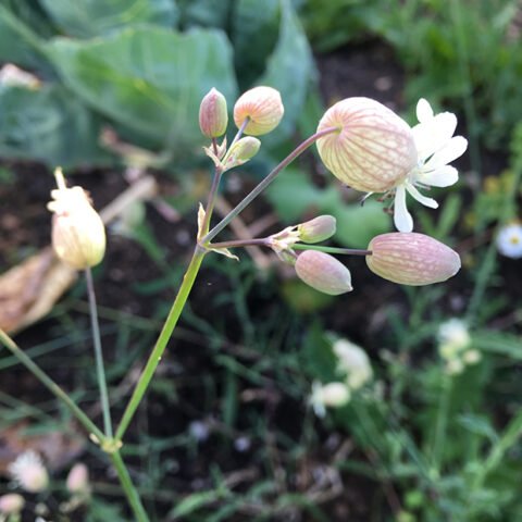 Sculpit/Stridolo - Silene inflata potted plant • Incredible Vegetables