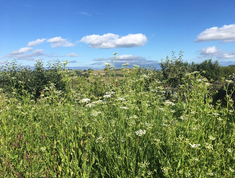Skirret - Sium sisarum dormant potted plant • Incredible Vegetables
