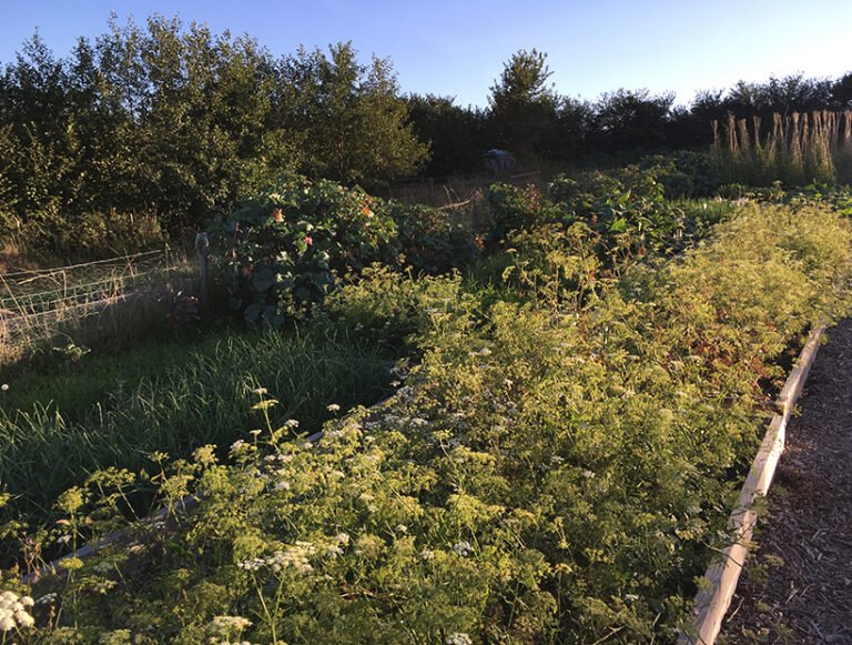 Skirret - Sium sisarum ( offset ) • Incredible Vegetables
