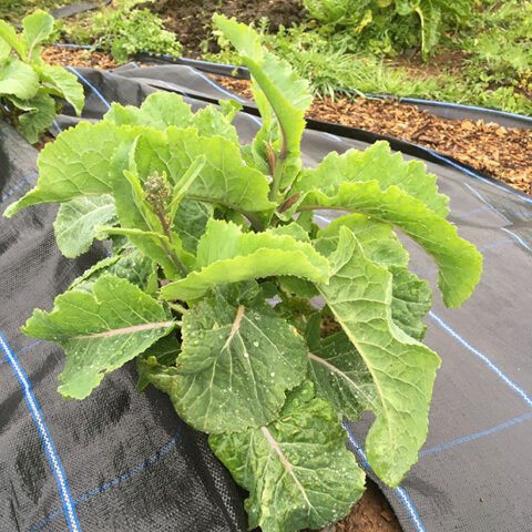 Perennial kale and collards - quite a collection • Incredible Vegetables