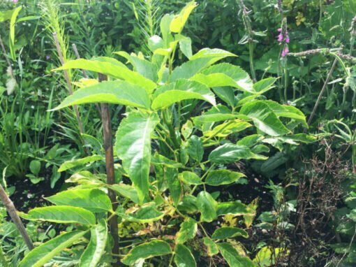 Udo - Aralia cordata • Incredible Vegetables
