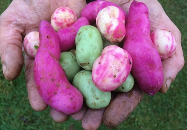 Ulluco growing - a year in pictures 2016 • Incredible Vegetables