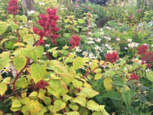 Japanese wineberry Rubus phoenicolasius • Incredible Vegetables